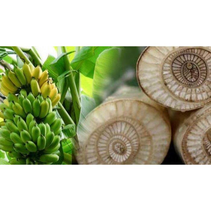 Jual Gedebog Gedebong Pisang Per Kg | Shopee Indonesia