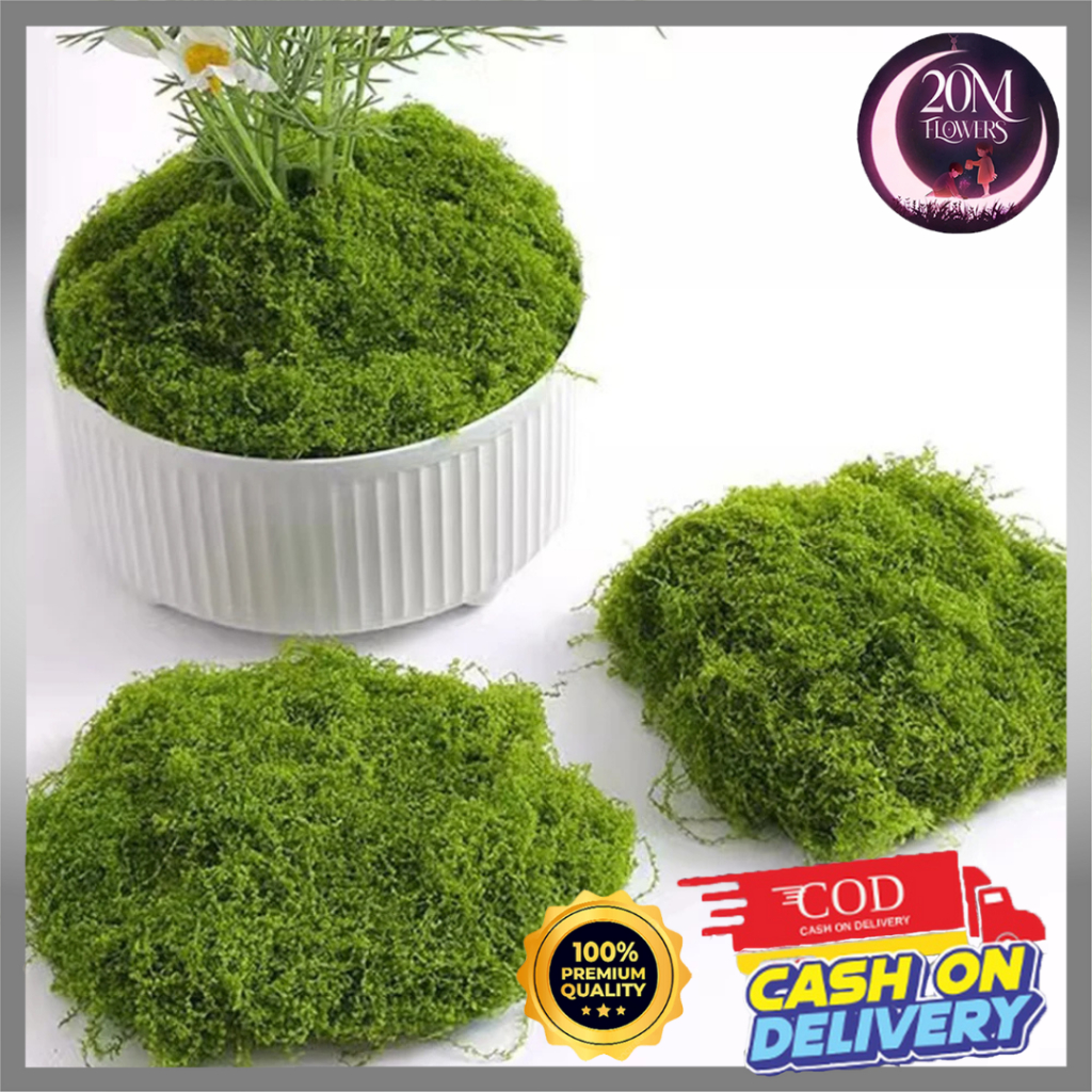 Jual LUMUT ABADI / MOSS DRIED / LUMUT AWETAN / DEKORASI MOSS / EKORASI ...