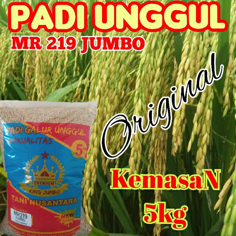 Jual Benih padi unggul MR219 JUMBO tahan roboh kemasan 5kg bisa COD ...