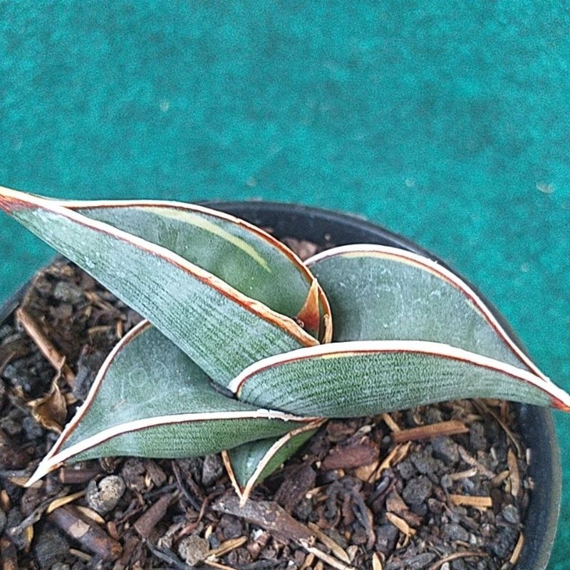 Jual sansivera rorida varigata tembus | Shopee Indonesia