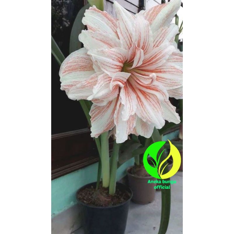 Jual Tanaman bunga Bakung amarilis cream / pohon Bakung amarilis ...