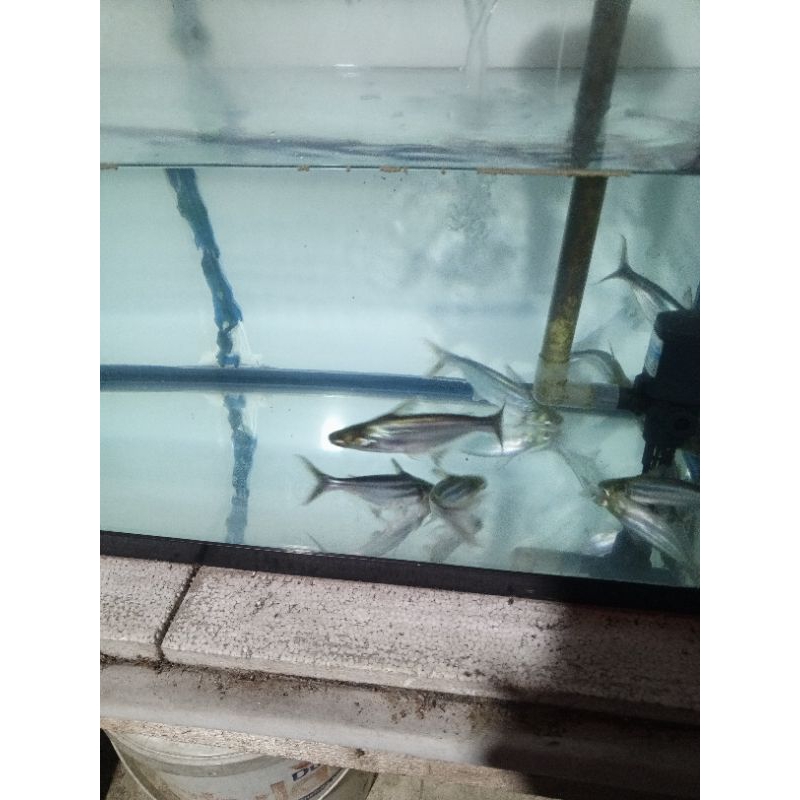 Jual Patin hitam hidup sehat size 14-15cm | Shopee Indonesia