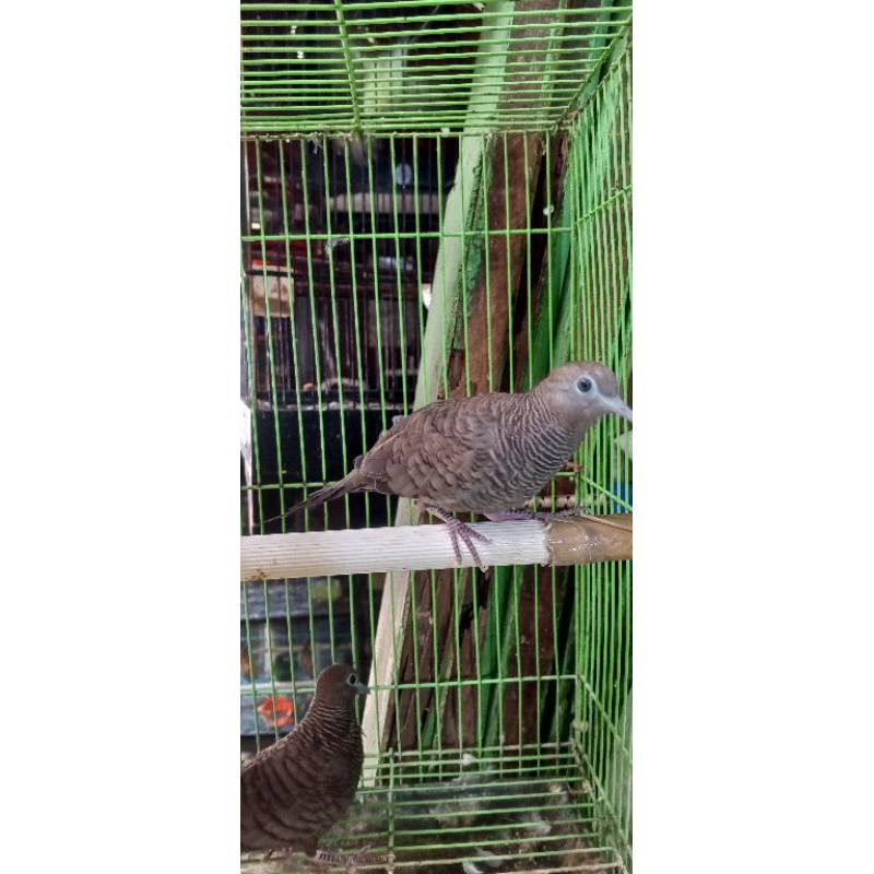 Jual perkutut hitam atau perkutut cemani pilihan super | Shopee Indonesia