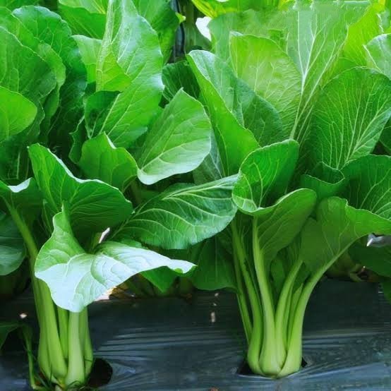 Jual Termurah Bisa bayar di tempat - Sawi Caisim 150 biji bibit seed ...