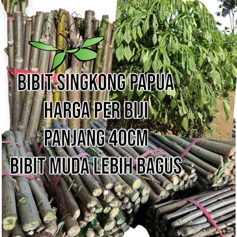 Jual Bibit Tanaman SINGKONG PAPUA VIRAL PAKAN TERNAK PER BIJI | Shopee Indonesia