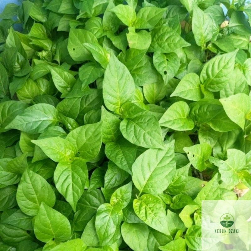 Jual KEBUN DZAKI - Paket 100 Bibit Cabe Rawit ORI 212 Siap Tanam ...