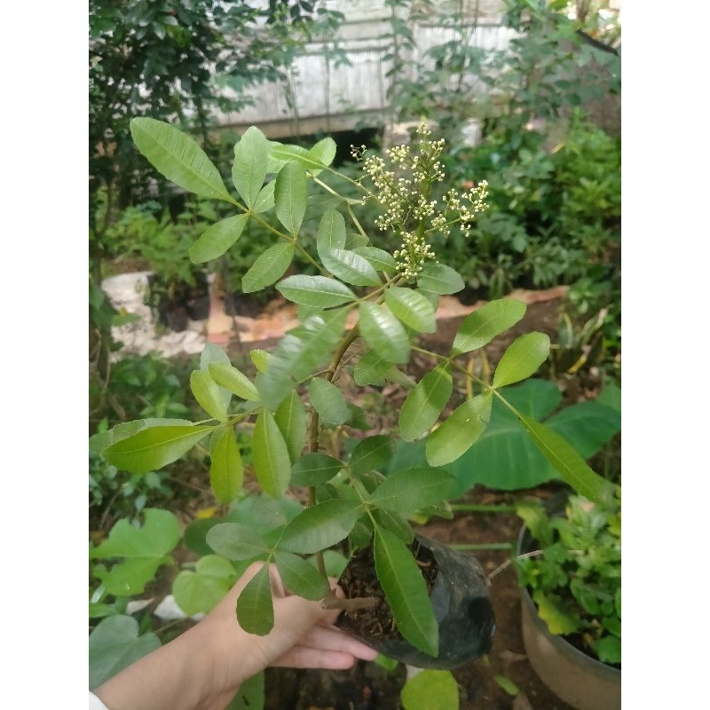 Jual Bibit lada Schinus terebinthifolia (pohon lada Brasil) merah ...