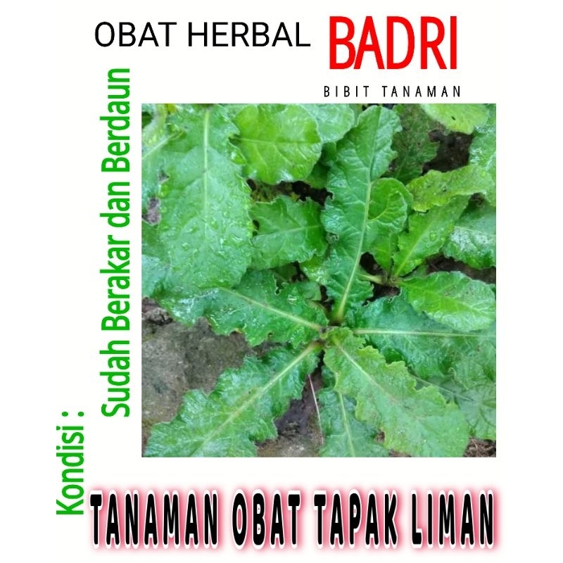 Jual Tanaman Herbal Tapak Liman Tanaman Obat Siap Tanam | Shopee Indonesia