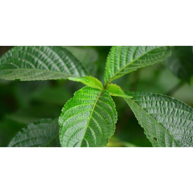 Jual Daun keji beling atau pecah beling fresh 500gram | Shopee Indonesia