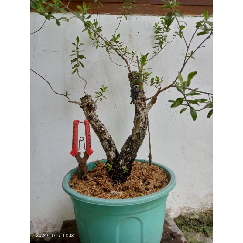 Jual Bahan Bonsai Santigi | Shopee Indonesia