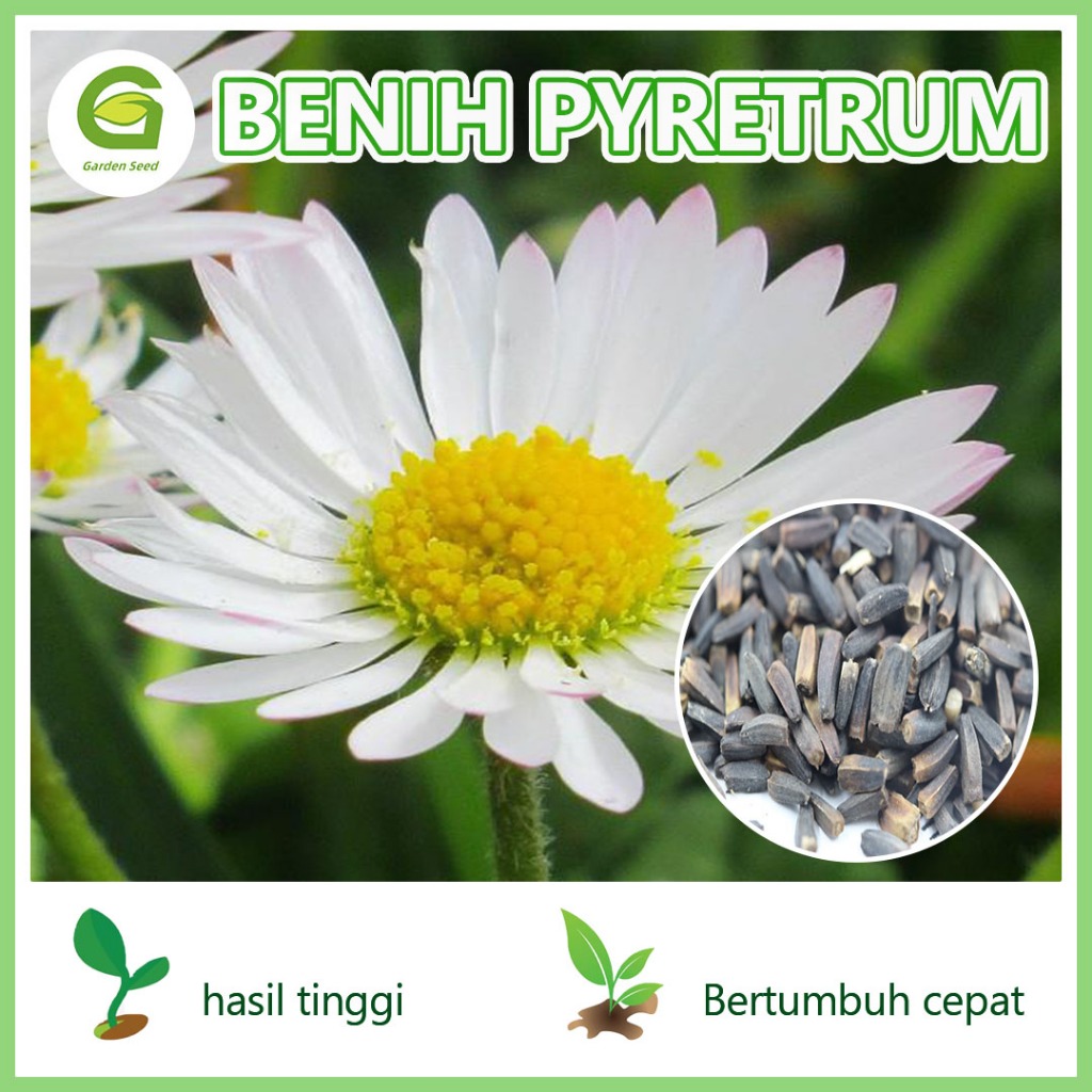 Jual Biji Benih Bunga Dalmatian Pyrethrum Mixed (Medicinal Herb Perennial Plant) | Shopee Indonesia