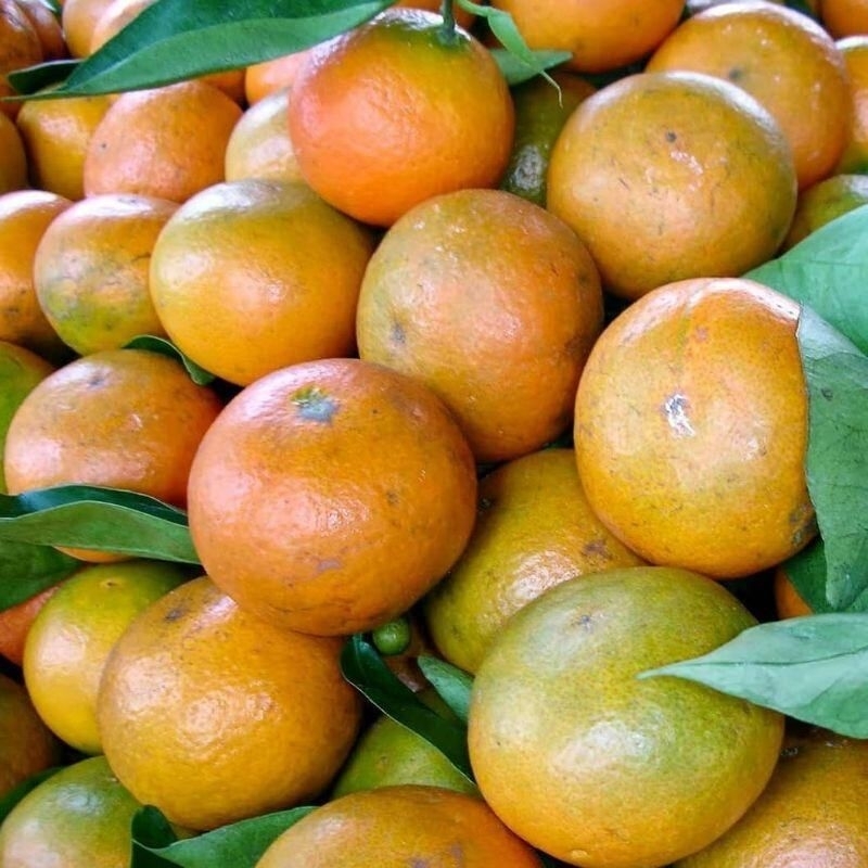 Jual jeruk Medan 1 kg | Shopee Indonesia