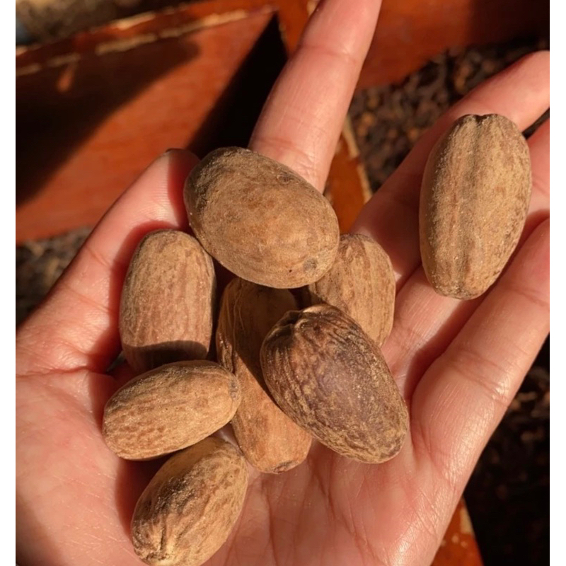 Jual Buah Pala Rempah Biji Pala Bulat Per 1 Pcs | Shopee Indonesia