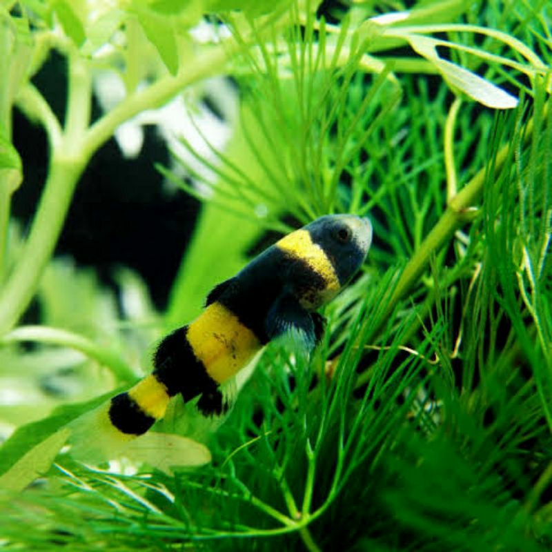 Jual ikan hias gobby bumble bee / ikan bumblebee goby | Shopee Indonesia