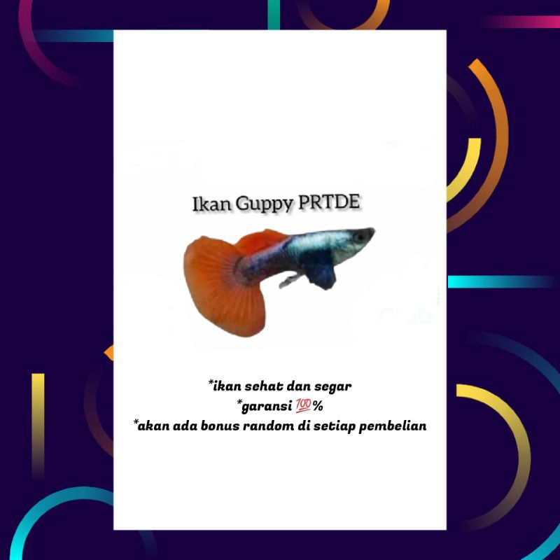 Jual paket hemat 5 pasang ikan guppy platinum redtail dumbo ear / prtde | Shopee Indonesia