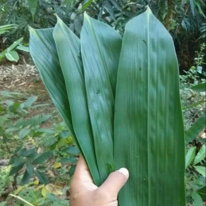 Jual Daun Bambu Segar Per Lembar | Shopee Indonesia