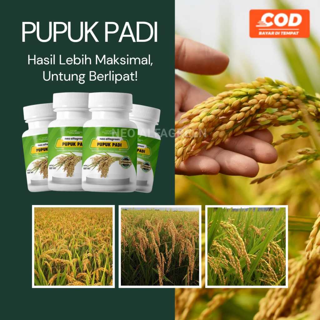 Jual Pupuk Neo Padi Cair Pelebat Padi dan Penambah Bobot Padi Agar Hasil Panen Lebih Optimal ...