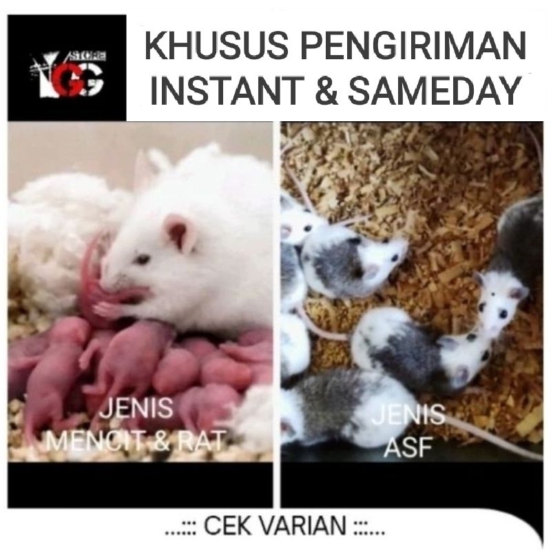 Jual TIKUS PUTIH / MENCIT / RAT / ASF / PAKAN / CEK DESKRIPSI & VARIAN ...