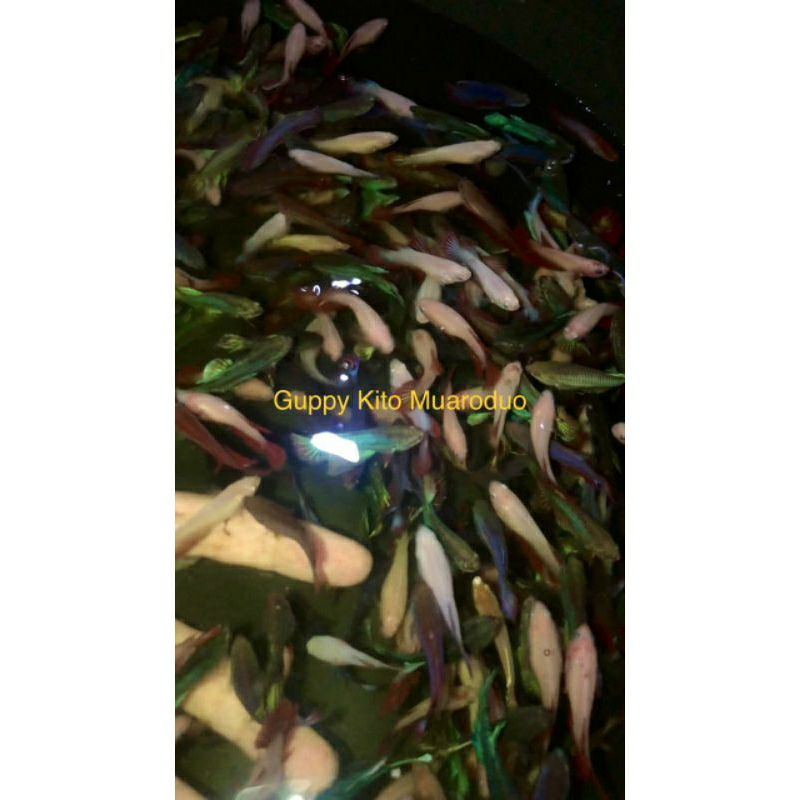 Jual cupang murah isi 40 E jenis hm, ct/serit untuk hiasan aquarium ...