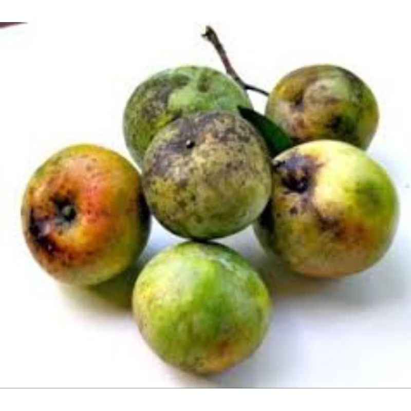 Jual Buah Mangga Apel Lokal Segar / Asam Masam 1kg | Shopee Indonesia
