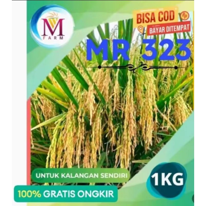 Jual Benih padi MR 323 KEMASAN 1KG | Shopee Indonesia