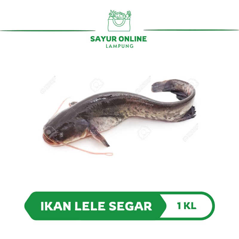 Jual Ikan Lele Segar 1Kl -Sayur Online Lampung | Shopee Indonesia