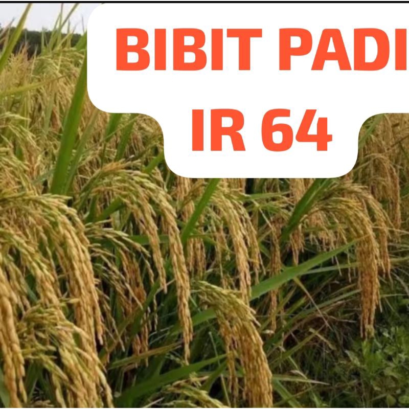 Jual BIBIT PADI IR 64 | Shopee Indonesia