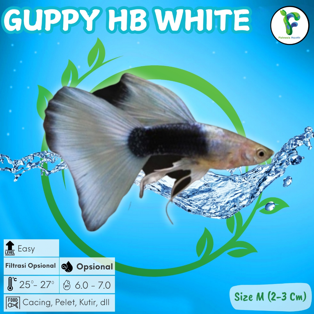 Jual Ikan Hias Guppy HB White / Gupi HB White - Ikan Hias Air Tawar ...