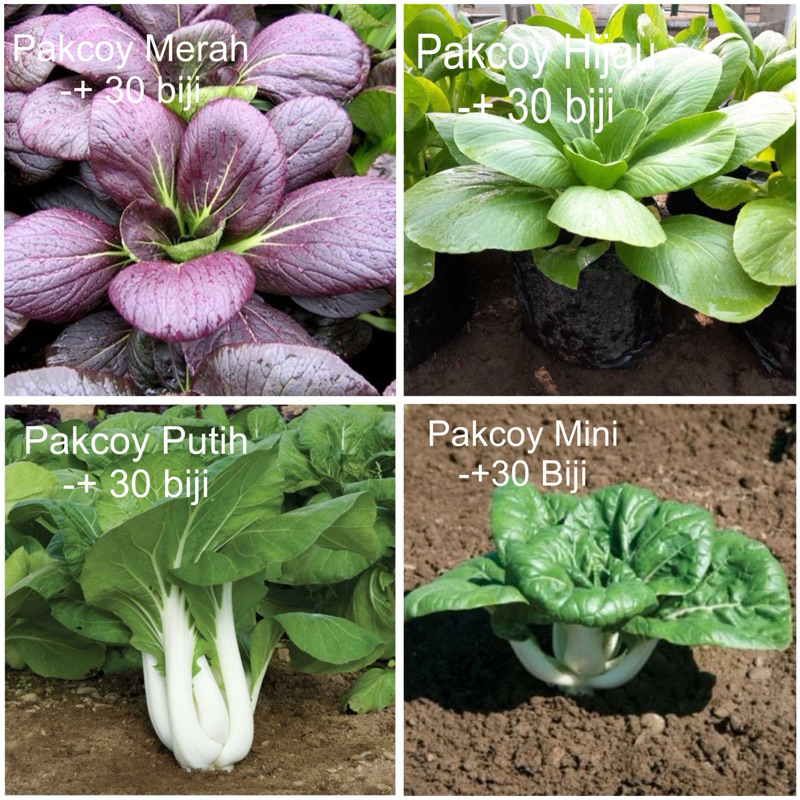 Jual Paket 4 Jenis Benih Pakcoy Benih Unggul Pakcoy Hidroponik dan ...