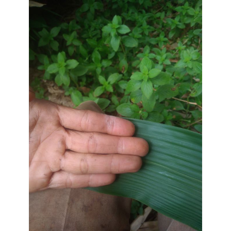 Jual 100 lembar daun bambu/awi segar | Shopee Indonesia
