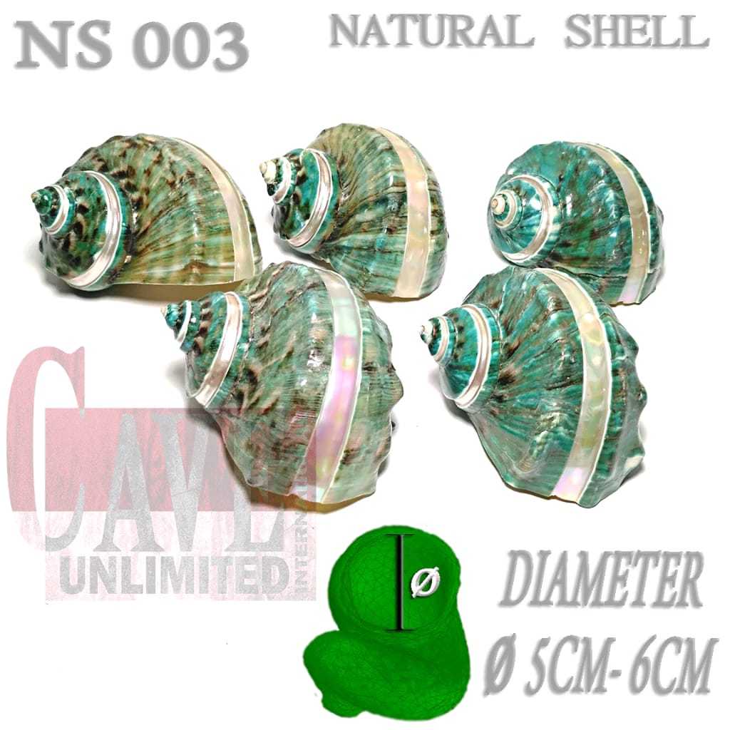Jual NS003 CANGKANG KOSONG SHELL HERMIT CRAB NATURAL ALAMI RUMAH UMANG ...