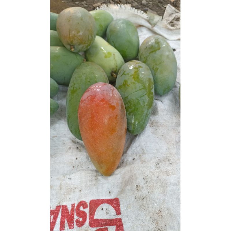 Jual Mangga kiojay / thailand paket isi 3 500gr-600gr (mentah manis ...