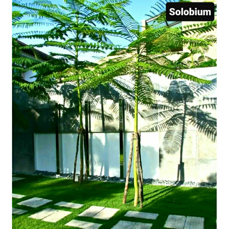 Jual Pohon Solobium Dekorasi Taman Halaman Rumah | Shopee Indonesia