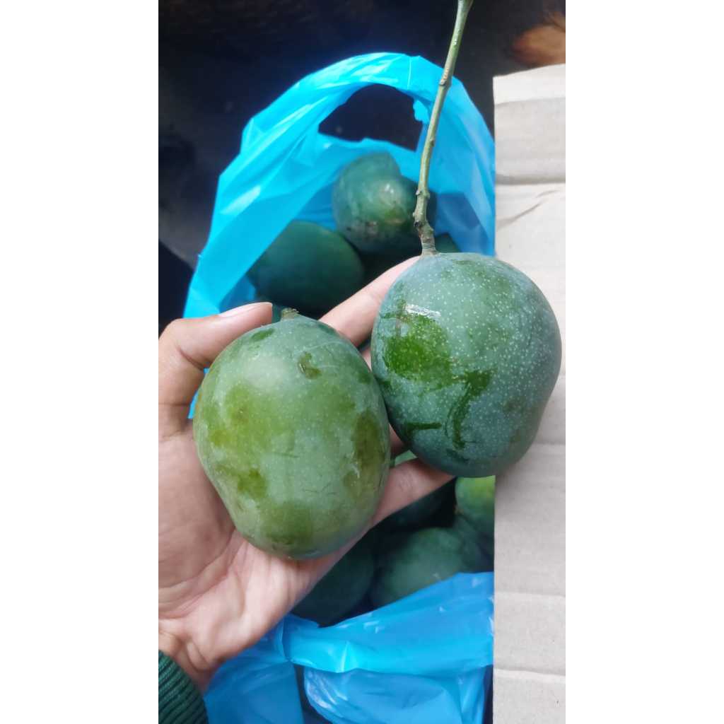 Jual Buah Mangga Lalijiwo Talijiwo Lali jiwo Tali jiwo Lalijiwa ...