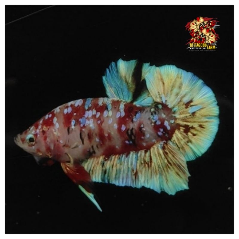 Jual Giant Barongsai Betta | Shopee Indonesia