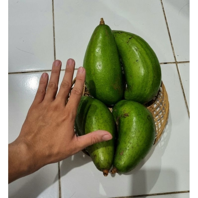 Jual Alpukat Mentega Super (Grade A) | Shopee Indonesia