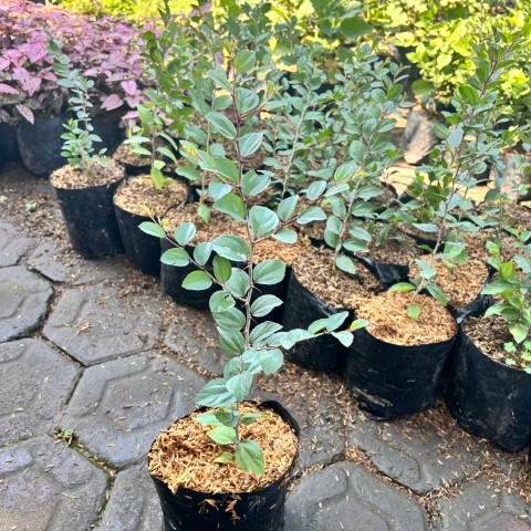 Jual Tanaman Hias Bidara Arab - bidara arab - bidara - tumbuhan bidara ...