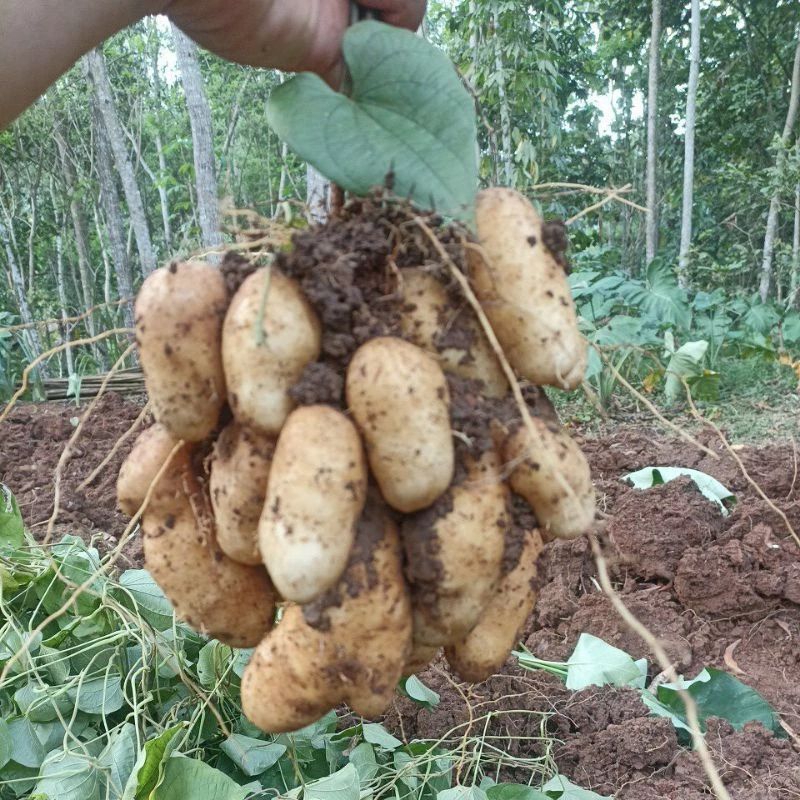 Jual Gembili/Umbi Gembili 1kg(Siap Rebus). | Shopee Indonesia