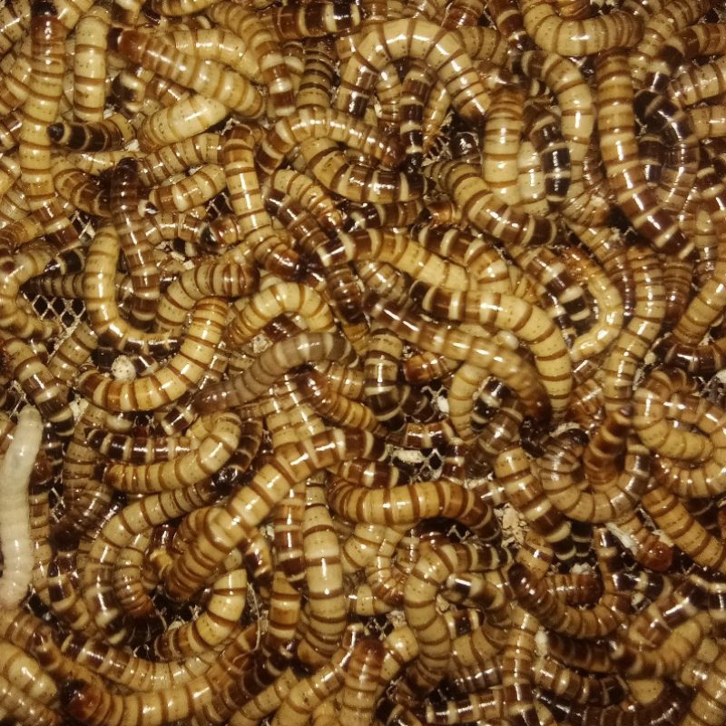 Jual Ulat Jerman 500gram. | Shopee Indonesia