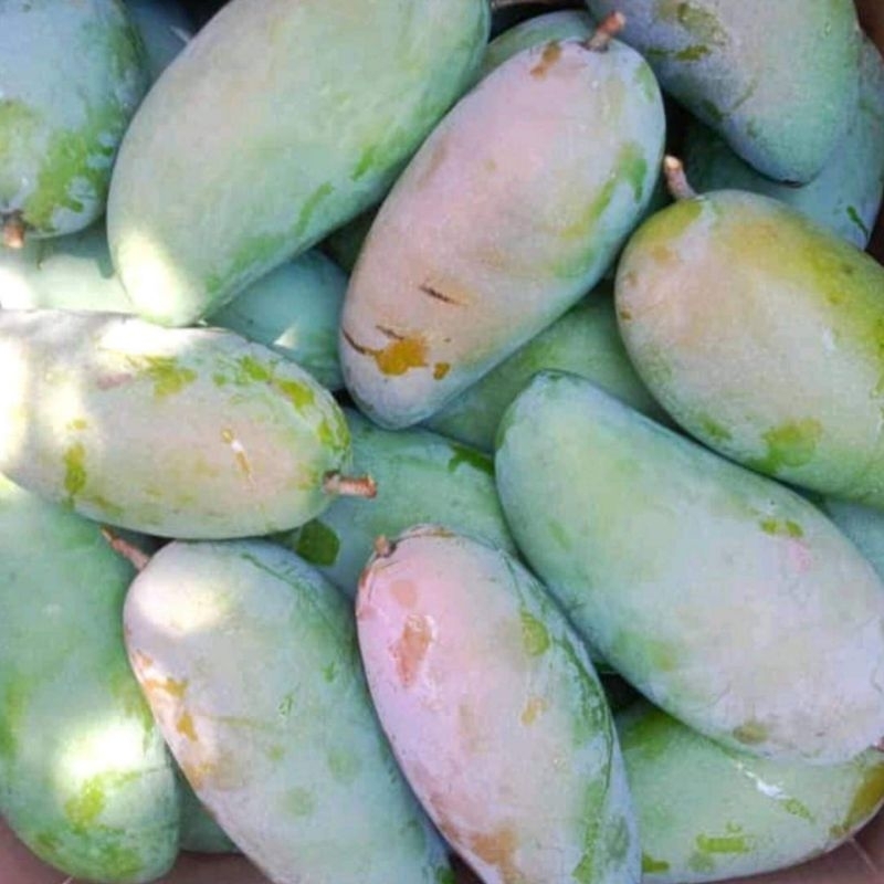 Jual PROMO MANGGA KIOJAY THAILAND 950 GR - 1KG | Shopee Indonesia