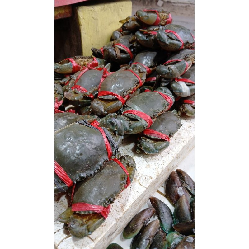Jual kepiting tanggungan 1 kg isi 6-9 ekor | Shopee Indonesia