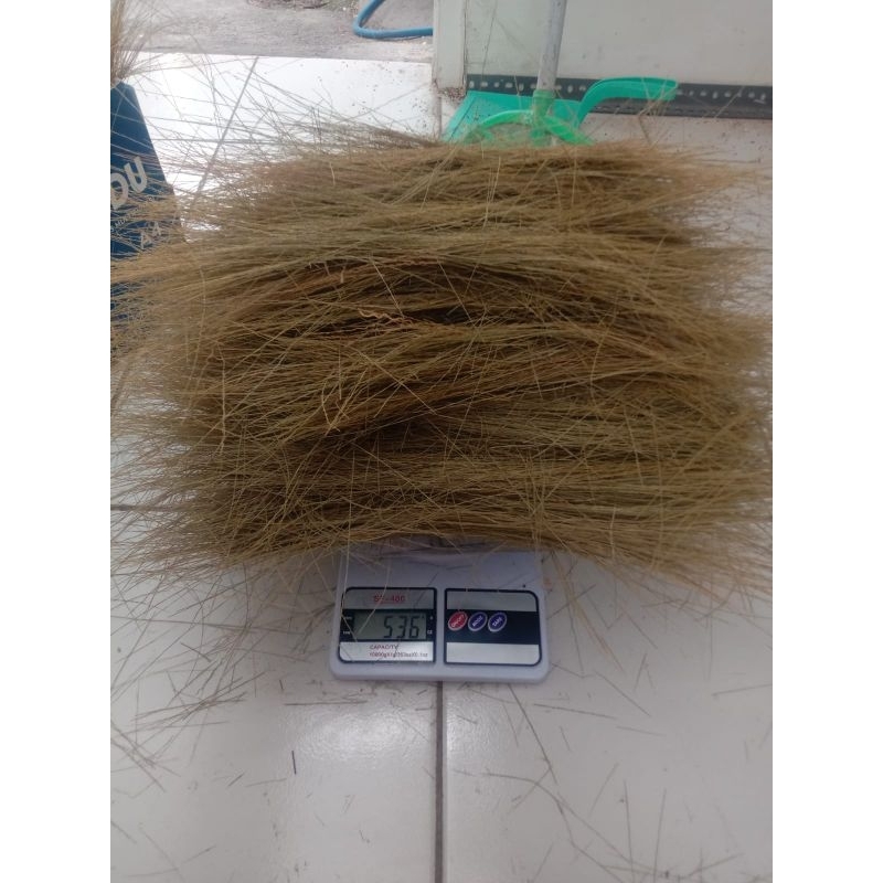 Jual RUMPUT RAYUNG | Shopee Indonesia