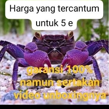 Jual isi 5 / kepiting vampire crab hiasan hidup kebutuhan akuarium ...