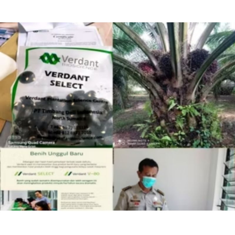 Jual Bibit Benih Kecambah Sawit VERDANT SELECT (250 butir) | Shopee ...