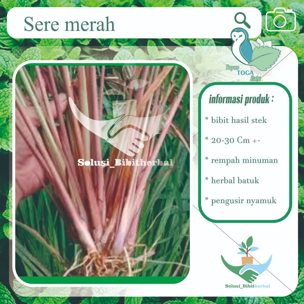 Jual Serai Merah Wangi Toga – Tanaman Herbal dengan Aroma Khas untuk ...