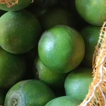 Jual Jeruk Baby Java Malang Besar&Fresh 1Kg (Kulit Hijau/Bercorak ...