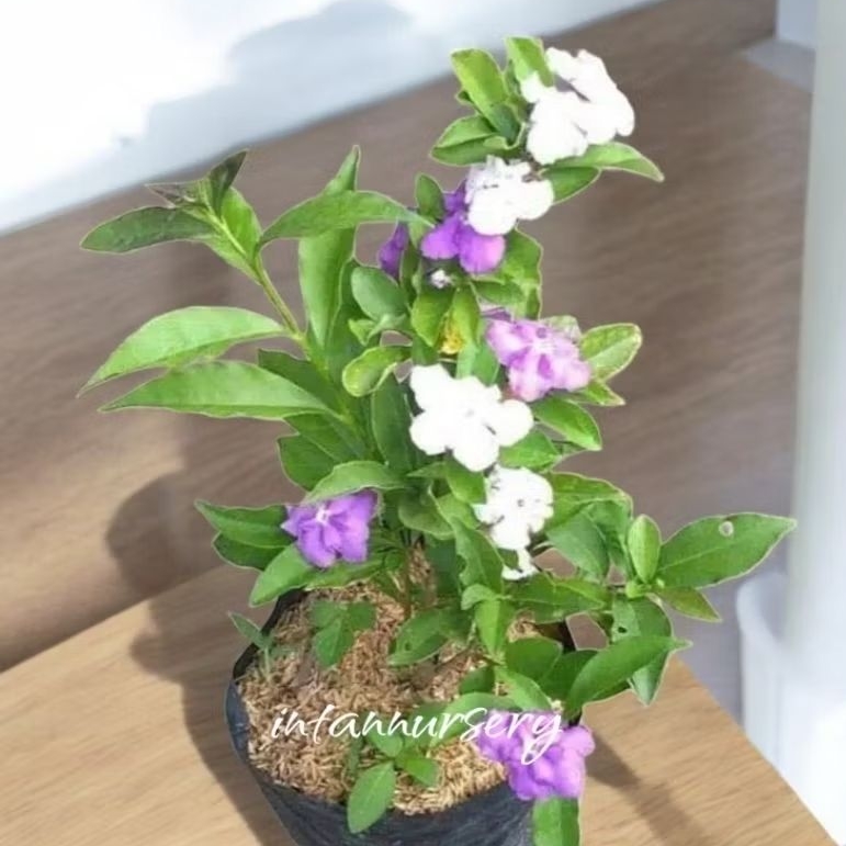 Jual Tanaman Bunga Manaca - Melati Costa - Brunfelsia uniflora - Bunga ...