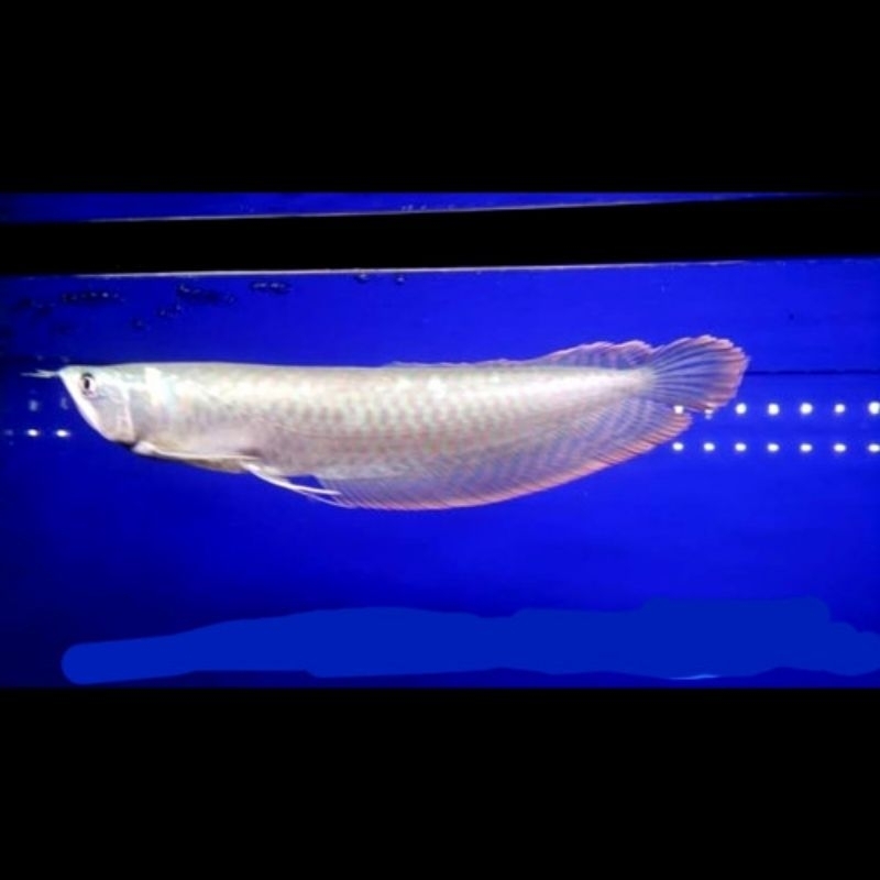 Jual Silver Red Arwana Hiasan Aquarium Size 10-11cm Original | Garansi ...