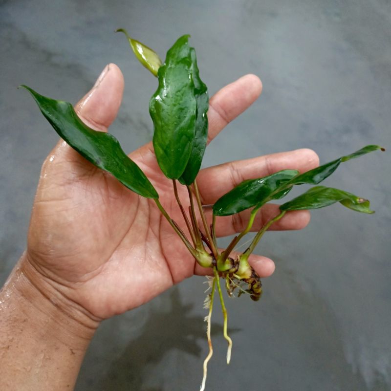 Jual Anubias Barteri Angustifolia | Shopee Indonesia