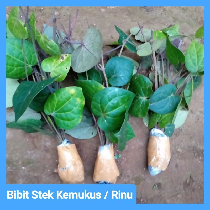 Jual Bibit Stek Kemukus Hibrida Varietas Unggul siap tanam (Paket 10 ...